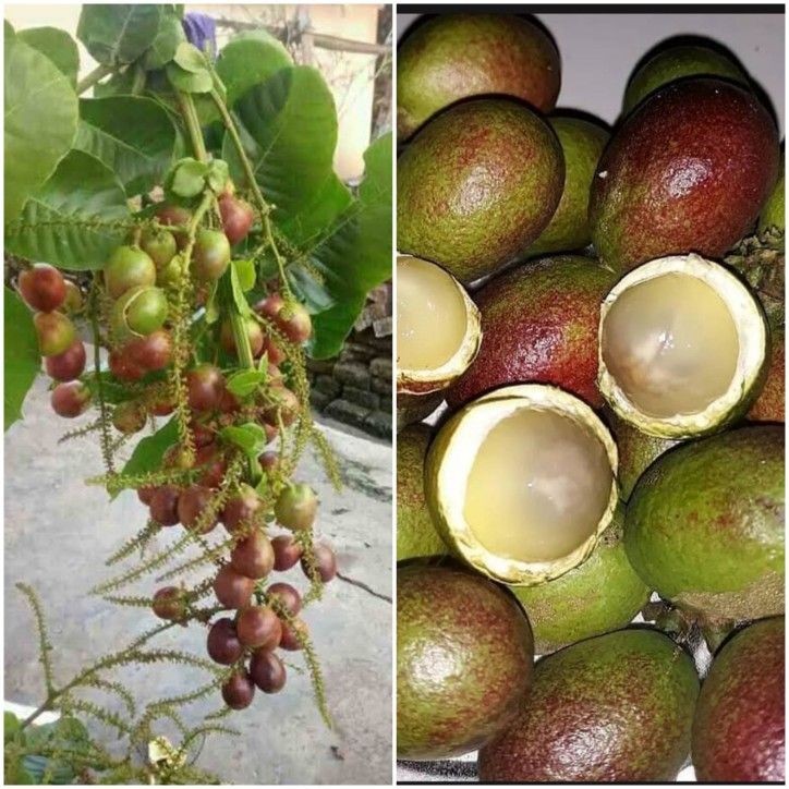 EV Garden Exotic Fruits Plant Kakkad - KAKKAD